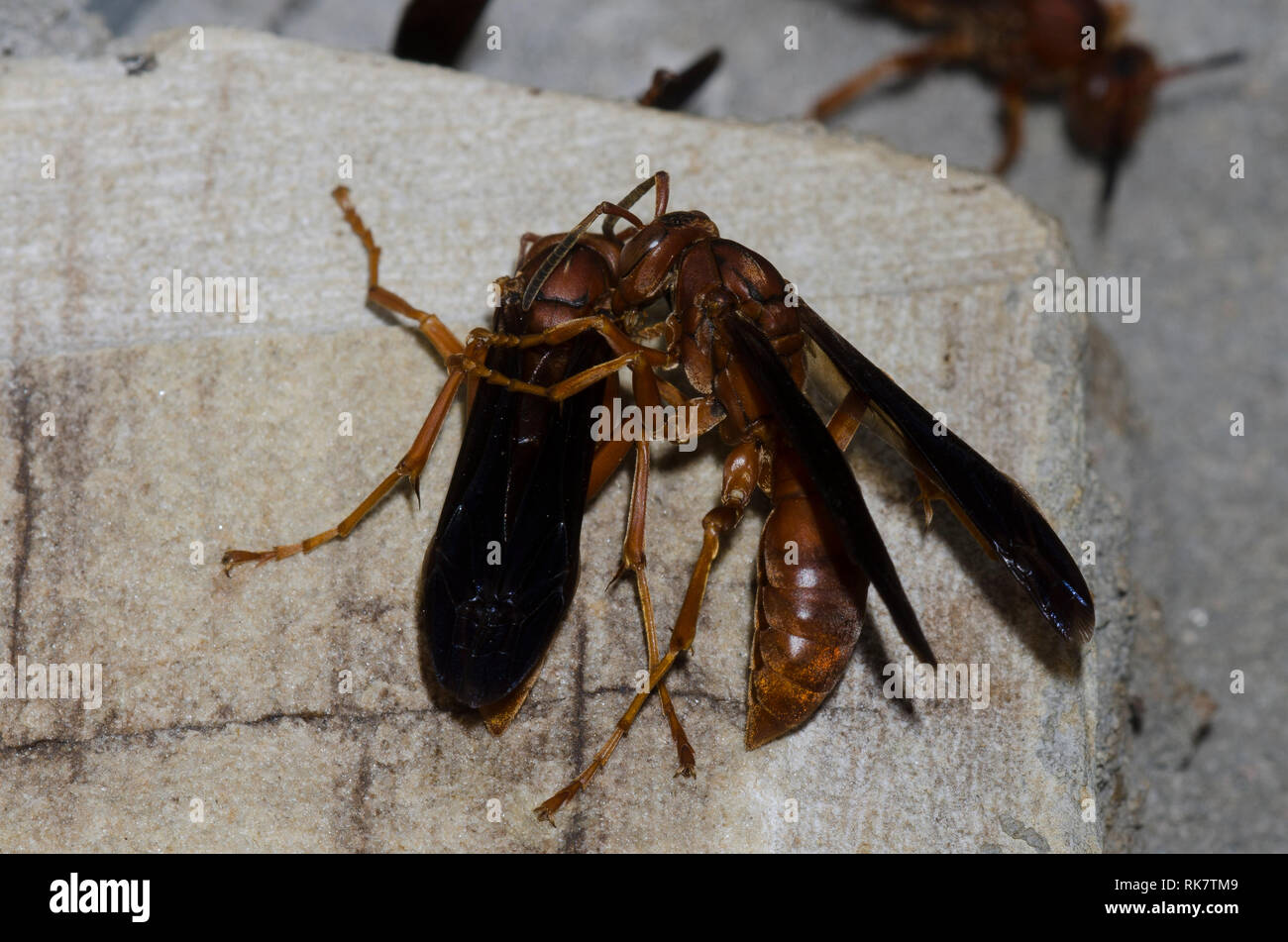 Paper Wasps, Polistes sp Stock Photo - Alamy