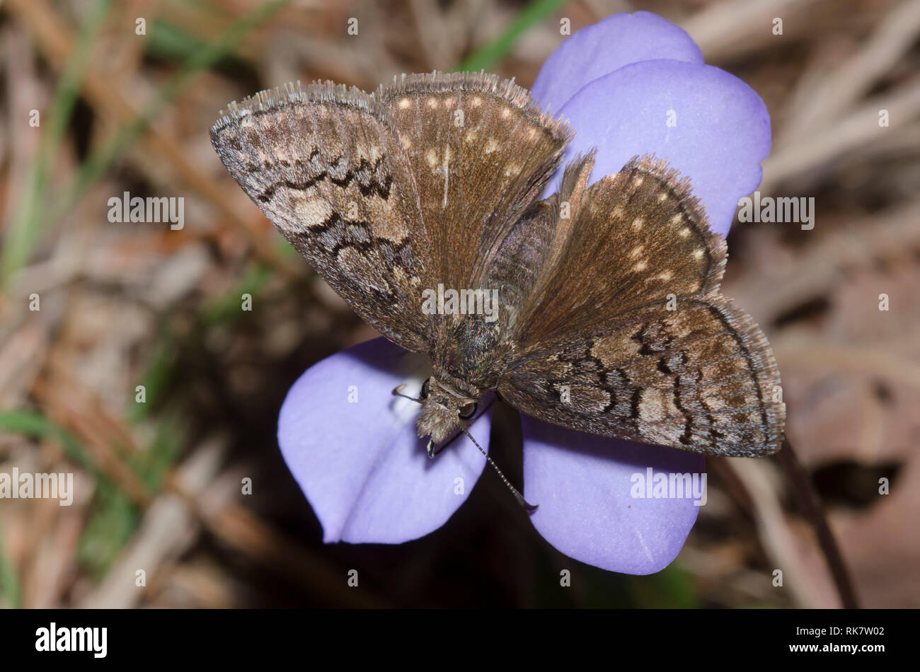 Sleepy Duskywing, Erynnis brizo, female on Bird's-foot violet, Viola ...