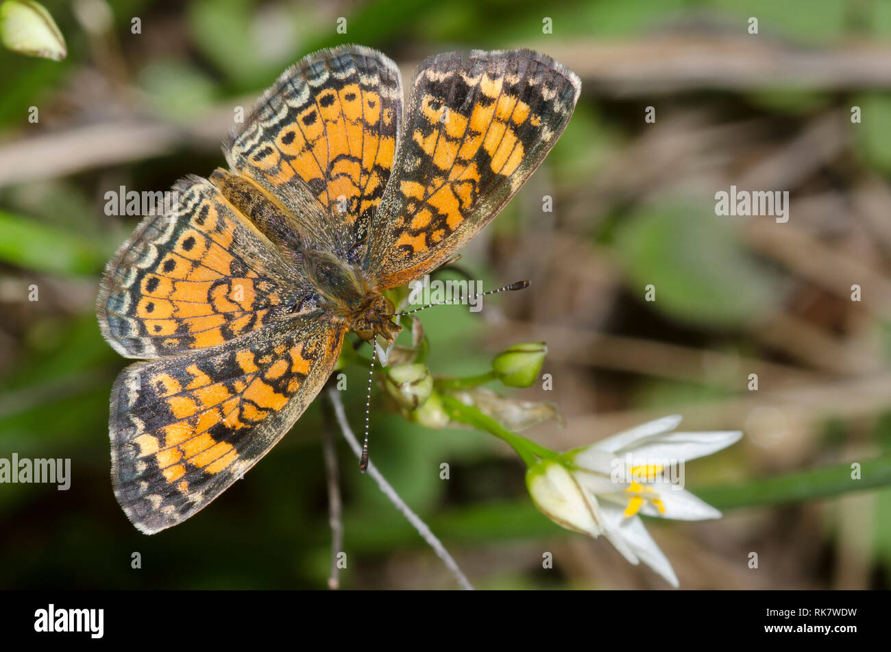Pearl Crescent, Phyciodes tharos, nectaring on false garlic ...