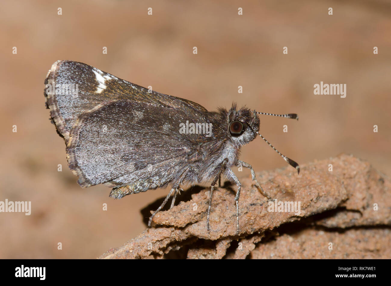 Common Roadside-Skipper, Amblyscirtes vialis Stock Photo - Alamy