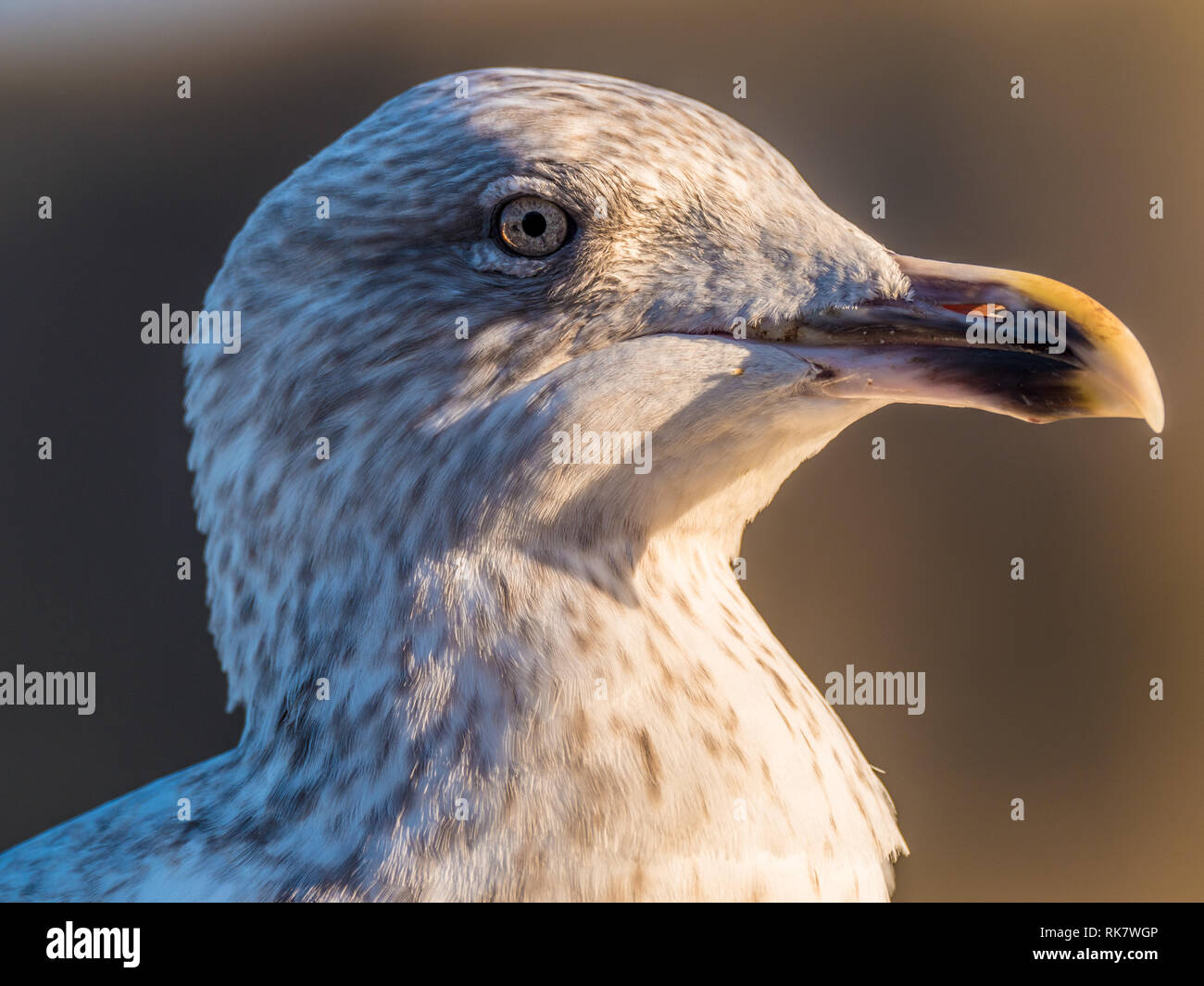 Side view of seagulls head hi-res stock photography and images - Alamy