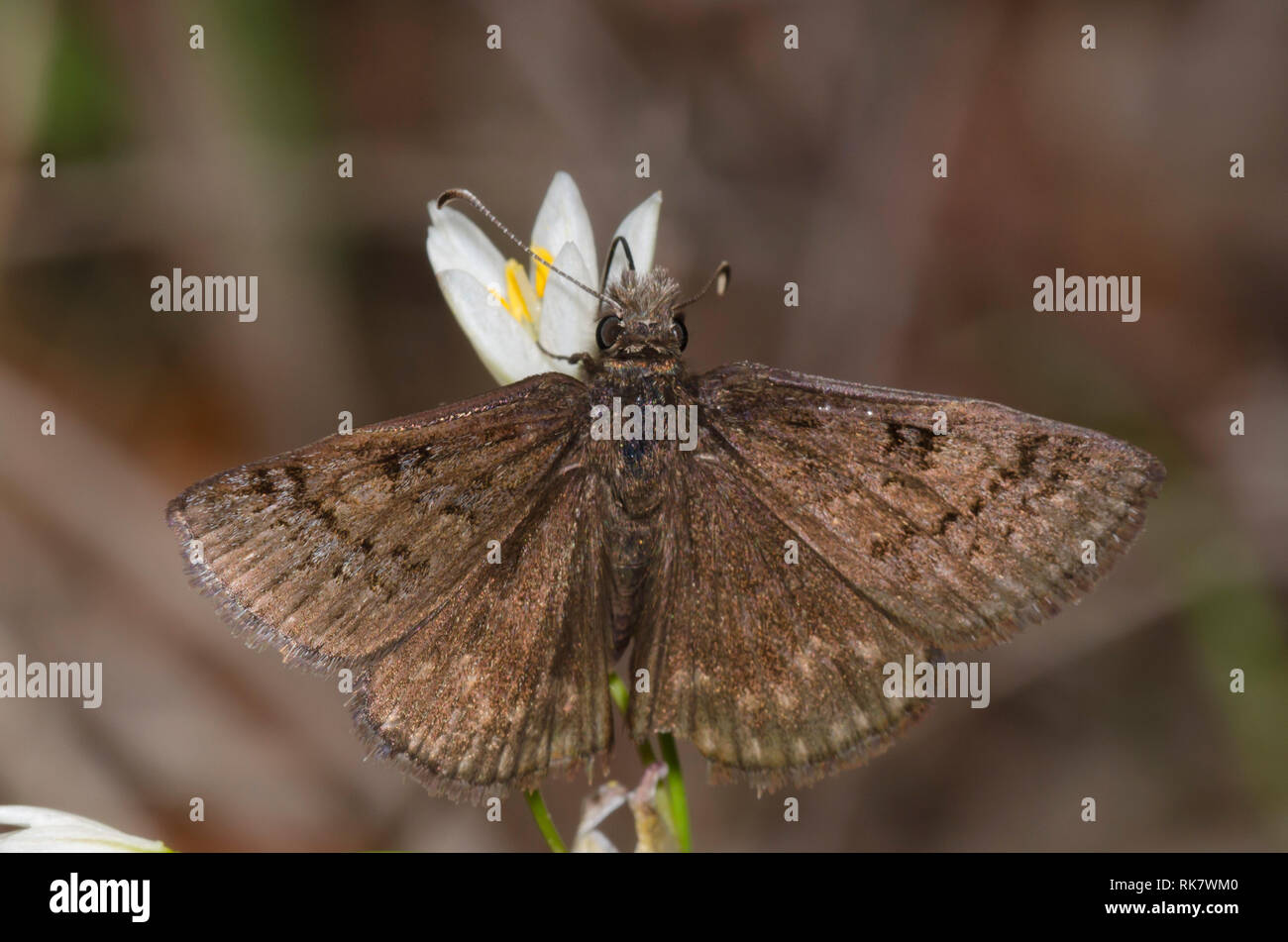 Sleepy Duskywing, Erynnis brizo, male nectaring on false garlic ...