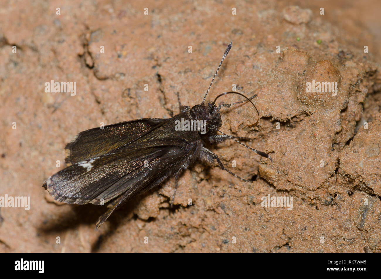 Common Roadside-Skipper, Amblyscirtes vialis, mud-puddling Stock Photo ...