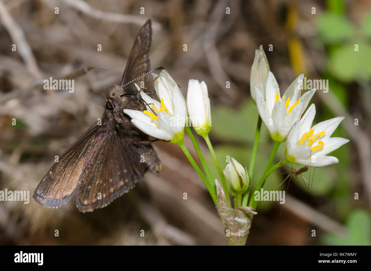Sleepy Duskywing, Erynnis brizo, male nectaring on false garlic ...
