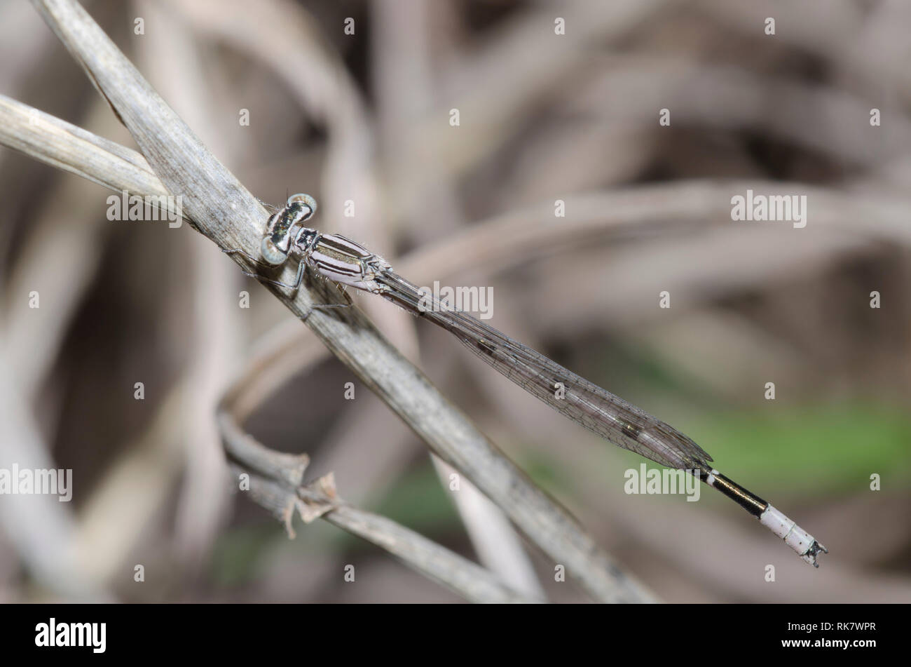 Double-striped Bluet, Enallagma basidens, immature male Stock Photo - Alamy