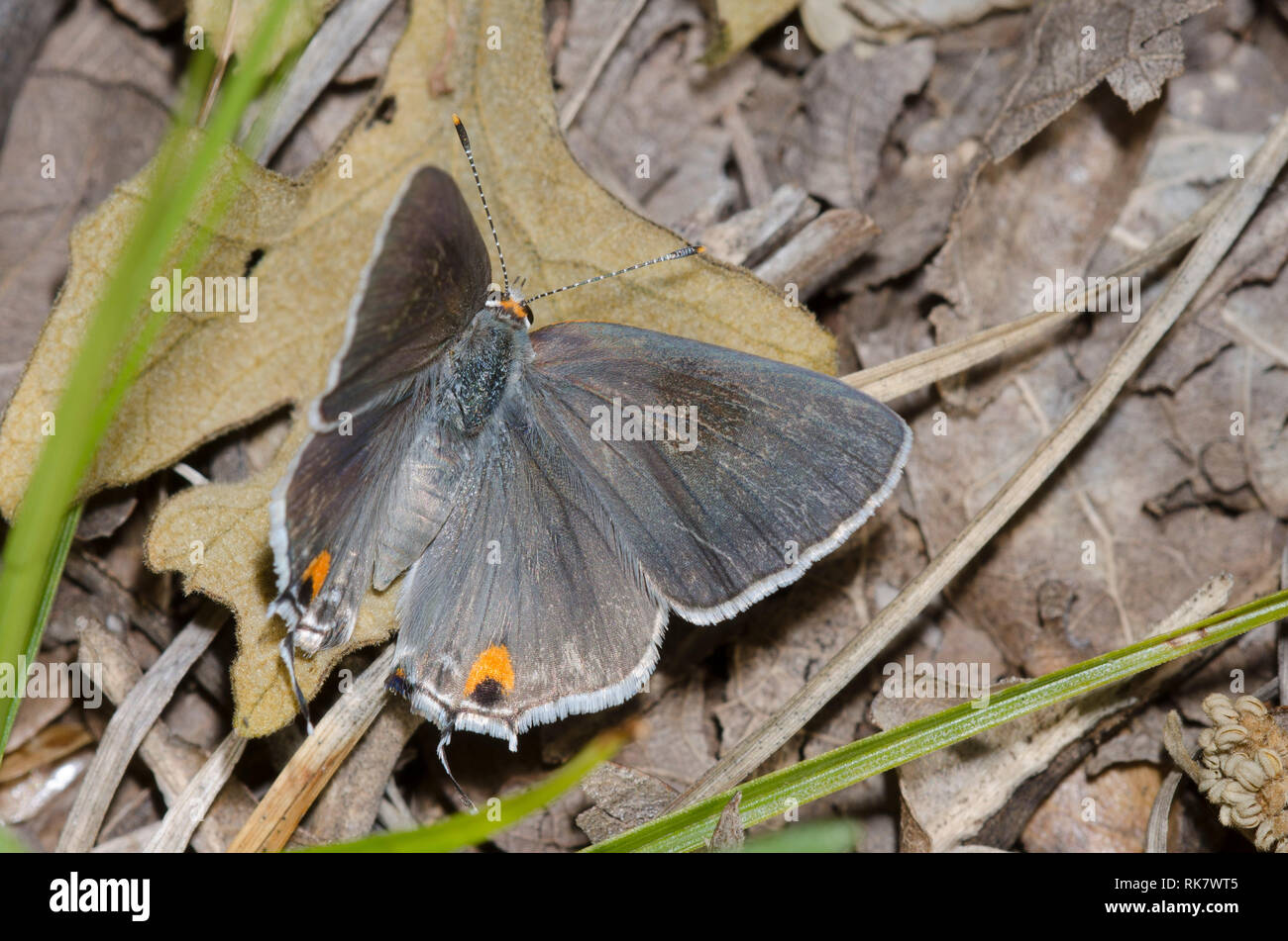 Gray Hairstreak, Strymon melinus, basking Stock Photo - Alamy