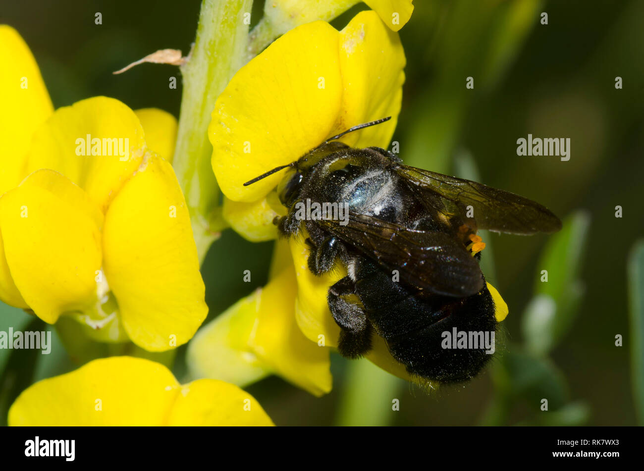 Southern Carpenter Bee, Xylocopa micans, on Yellow Wild Indigo ...