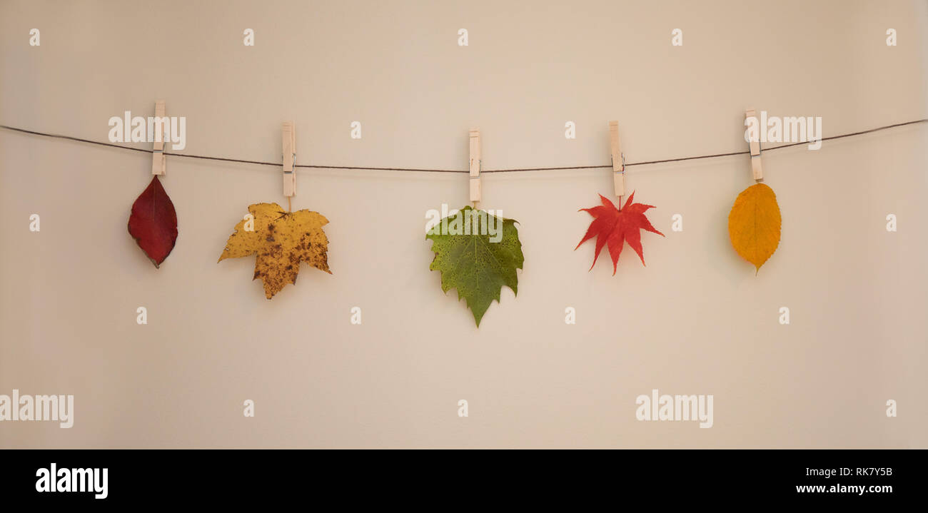 Five leaves hanging with clothespins on a string Stock Photo - Alamy