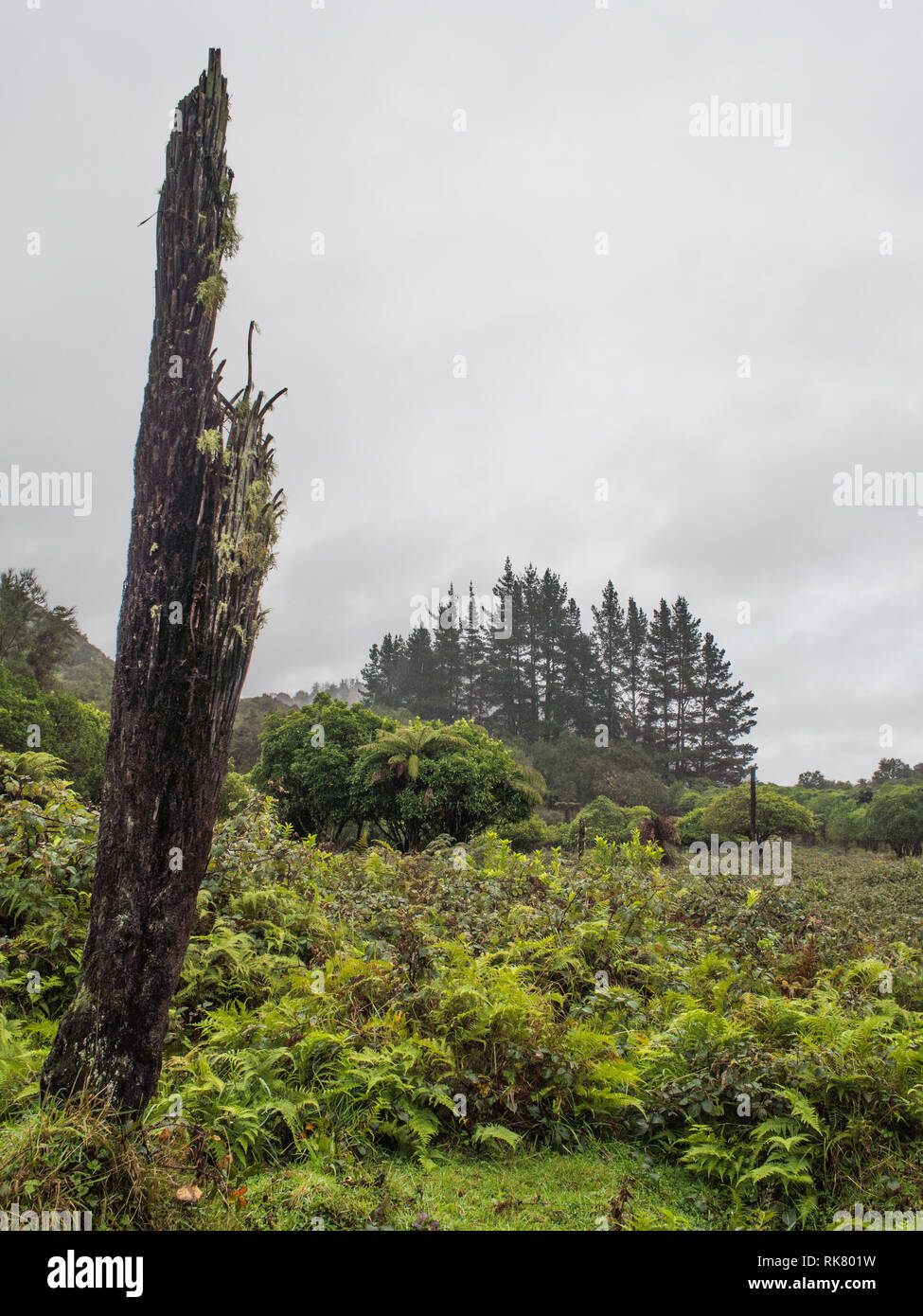 Ponga trunk hi-res stock photography and images - Alamy