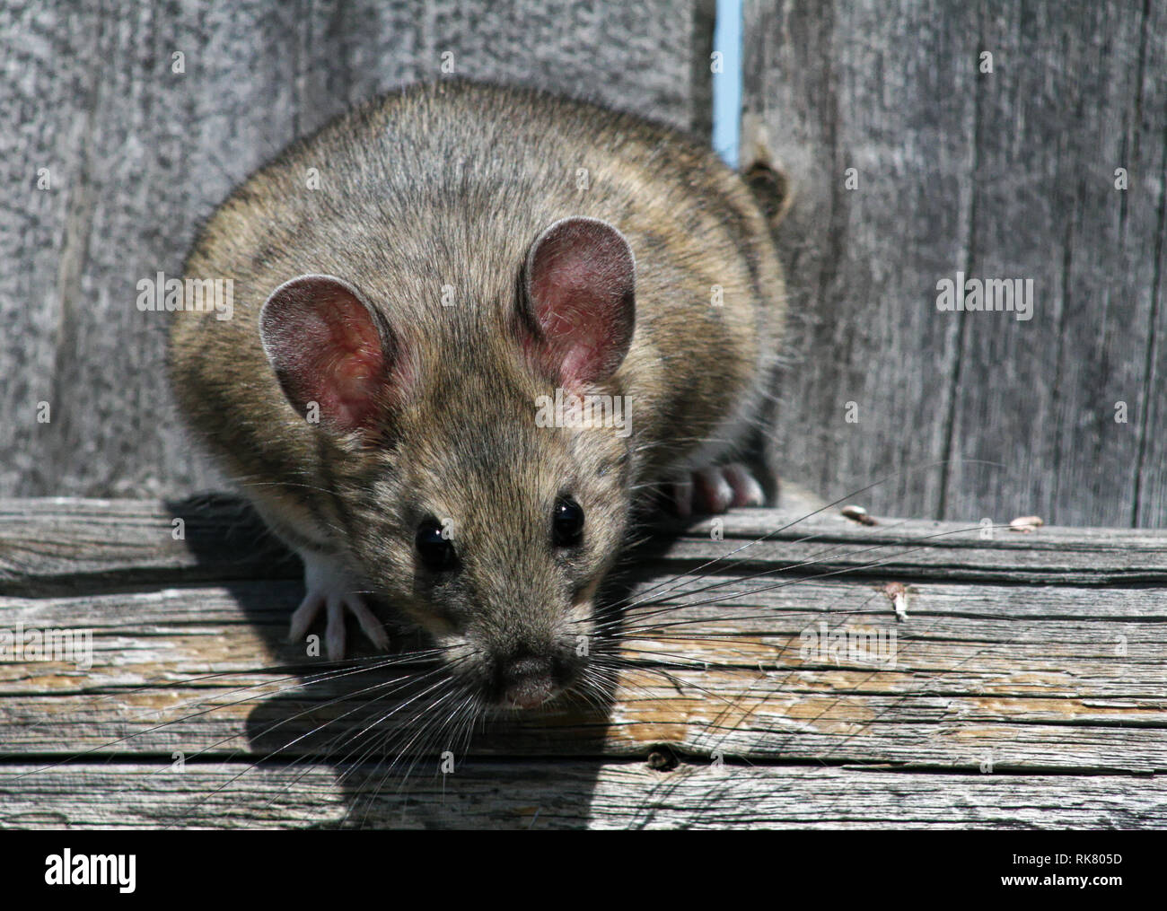 A bushy tailed woodrat sniffs the air in Wyoming Stock Photo - Alamy