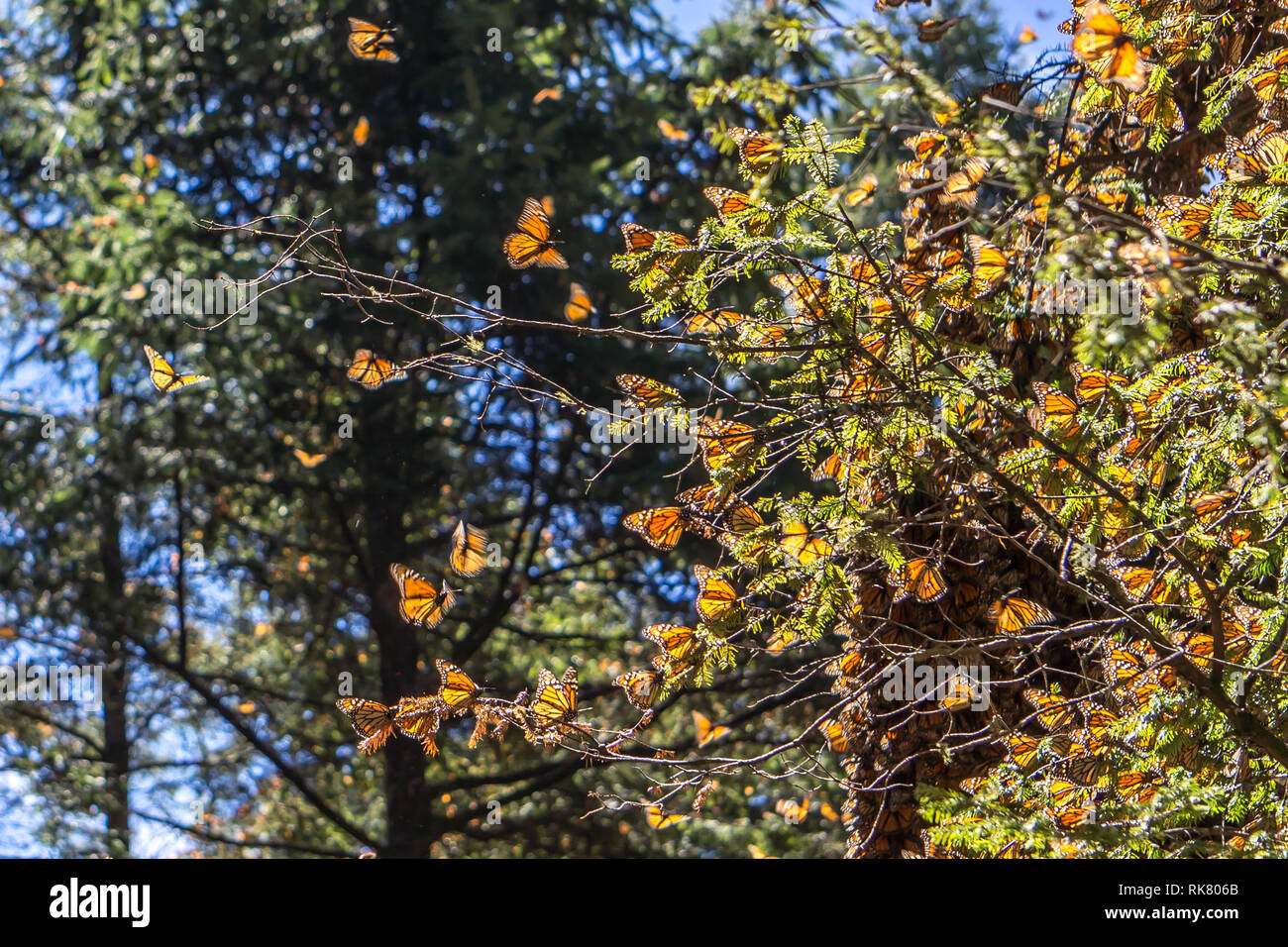 Monarch Butterflies on the tree branches at the Monarch Butterfly ...