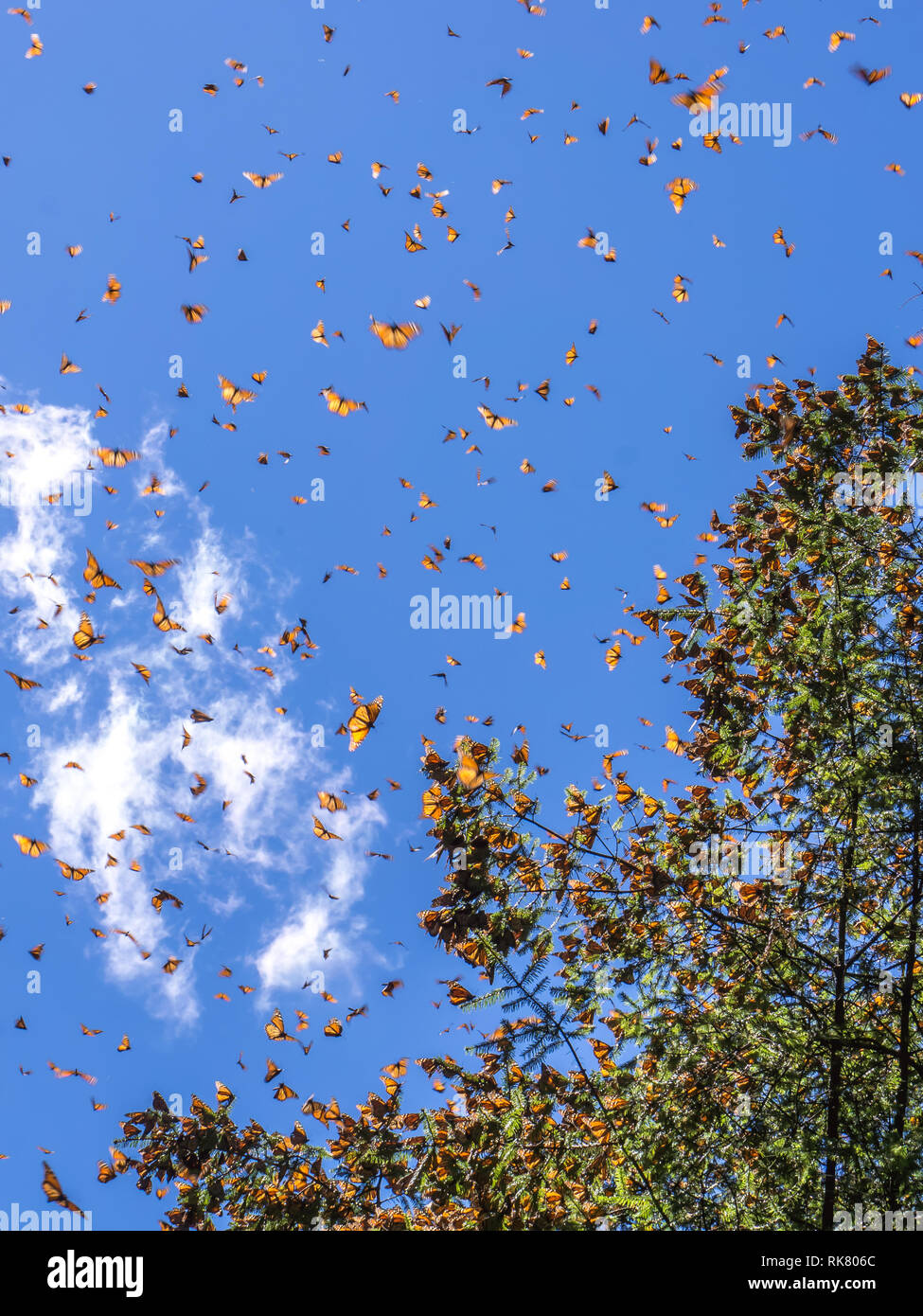 Monarch Butterflies on tree branch with blue sky in background at the ...