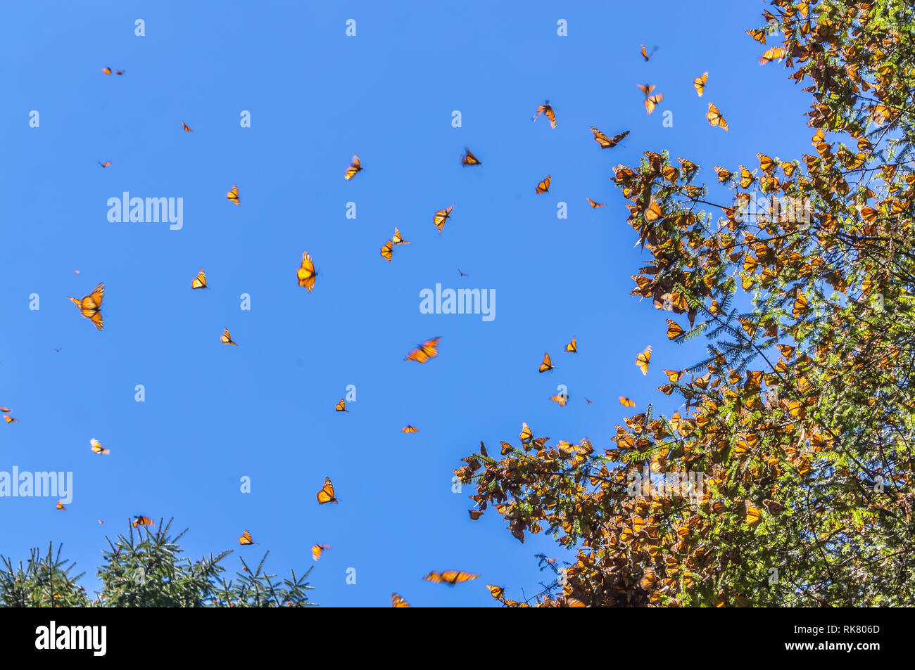Blue monarch butterfly hi-res stock photography and images - Alamy