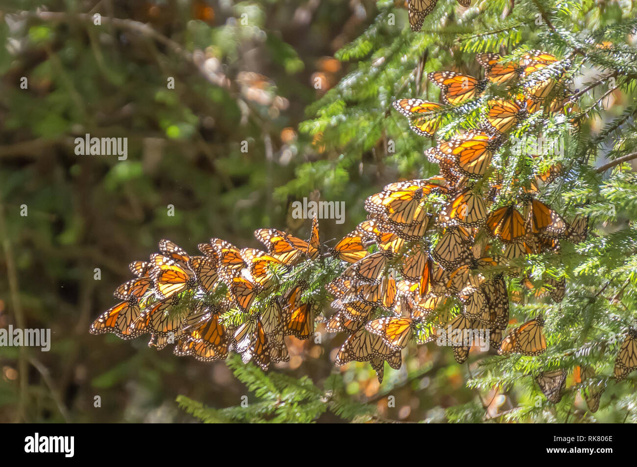 Monarch Butterflies on the tree branches at the Monarch Butterfly ...