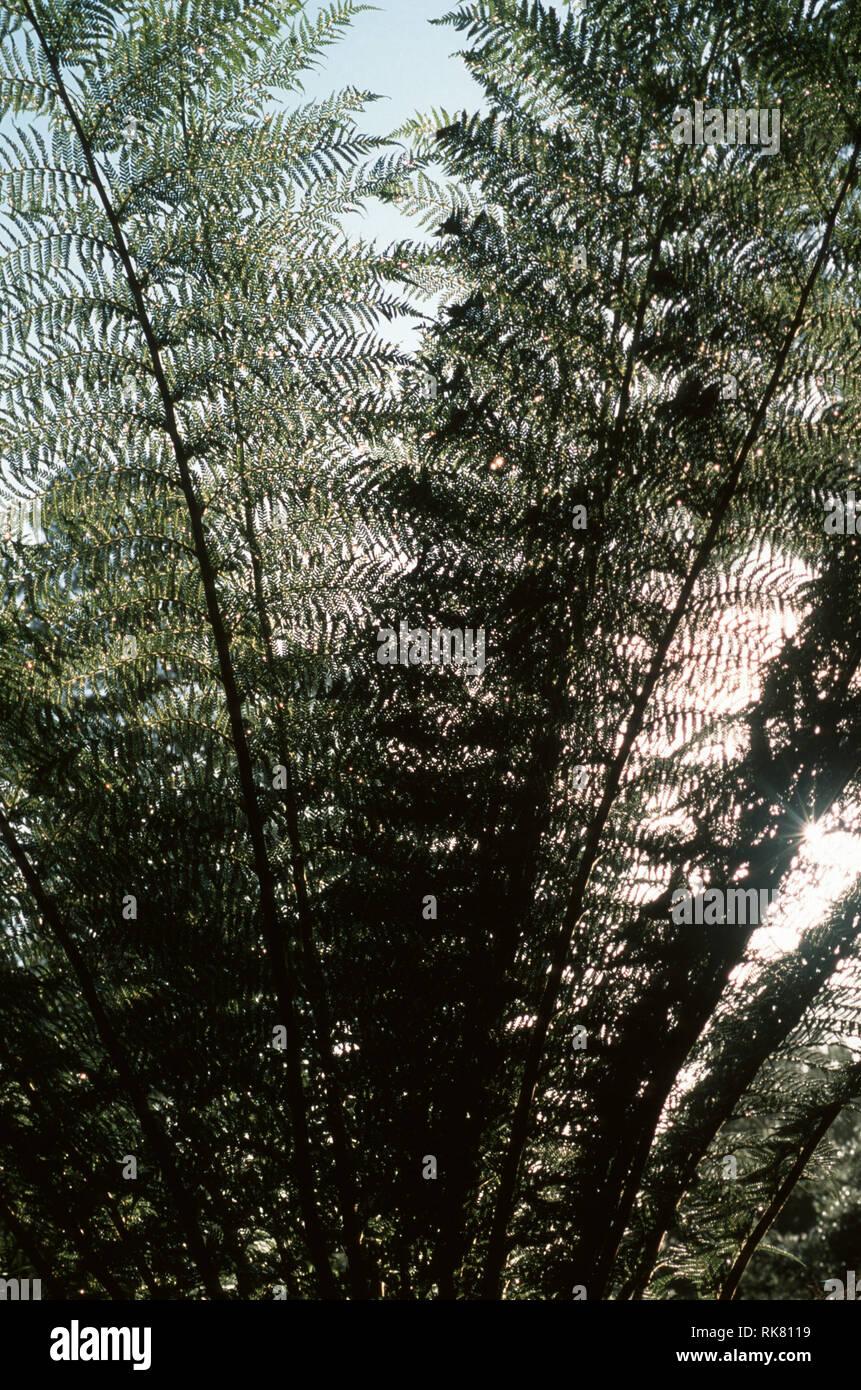 A fern inside the Tarkine, the largest tract of temperate rainforest in ...