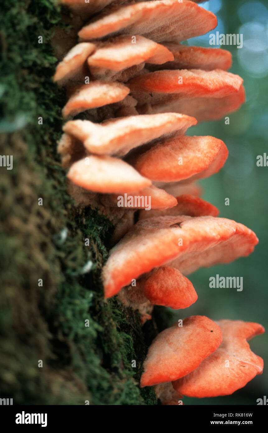 Australian rare fungi hi-res stock photography and images - Alamy