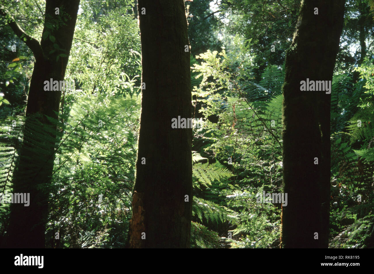 Rare myrtle tree forest hi-res stock photography and images - Alamy
