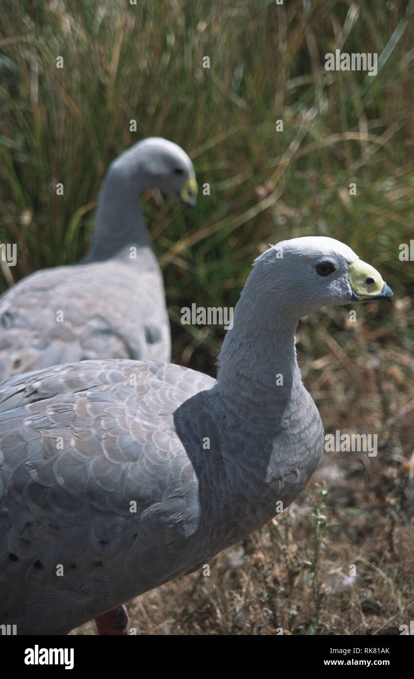 Worlds rarest animal hi-res stock photography and images - Alamy
