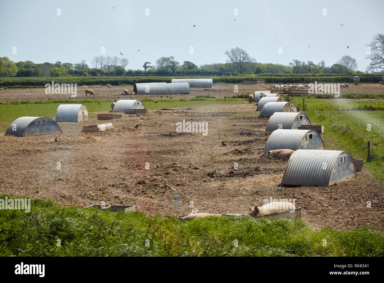 The view of the pigs near the pig ark on the outdoor pig unit in Devon ...