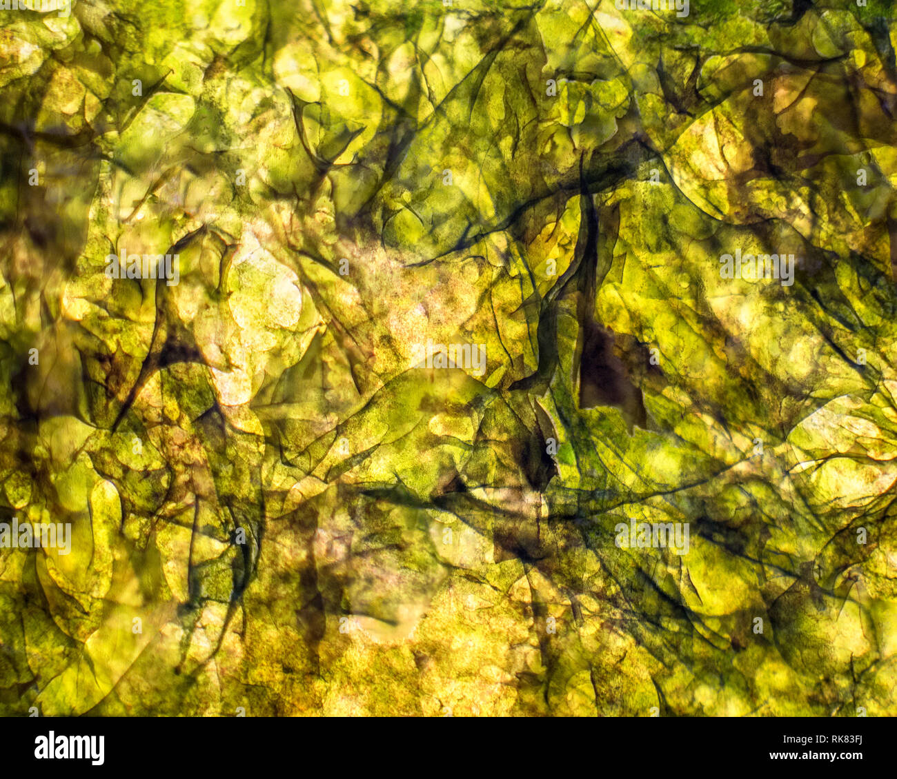 Nori seaweed hi-res stock photography and images - Alamy