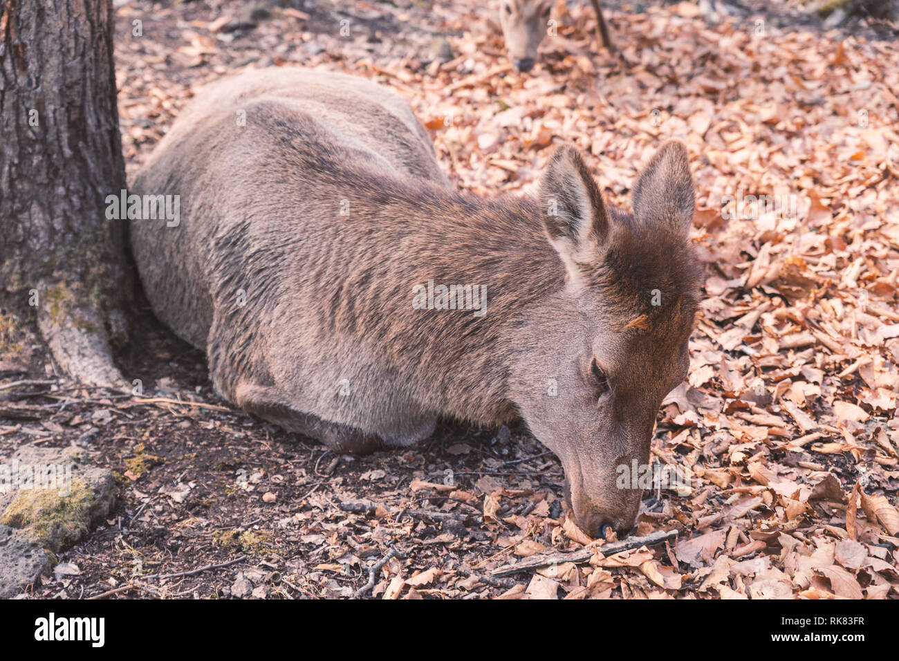 Female elk laying by the tree in the forest Stock Photo - Alamy