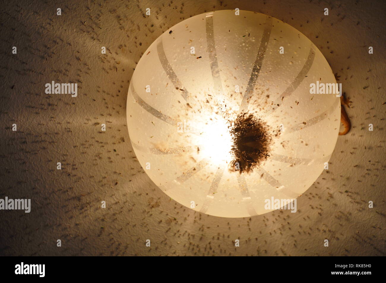 insect swarm around ceiling lamp on home terrace Stock Photo - Alamy