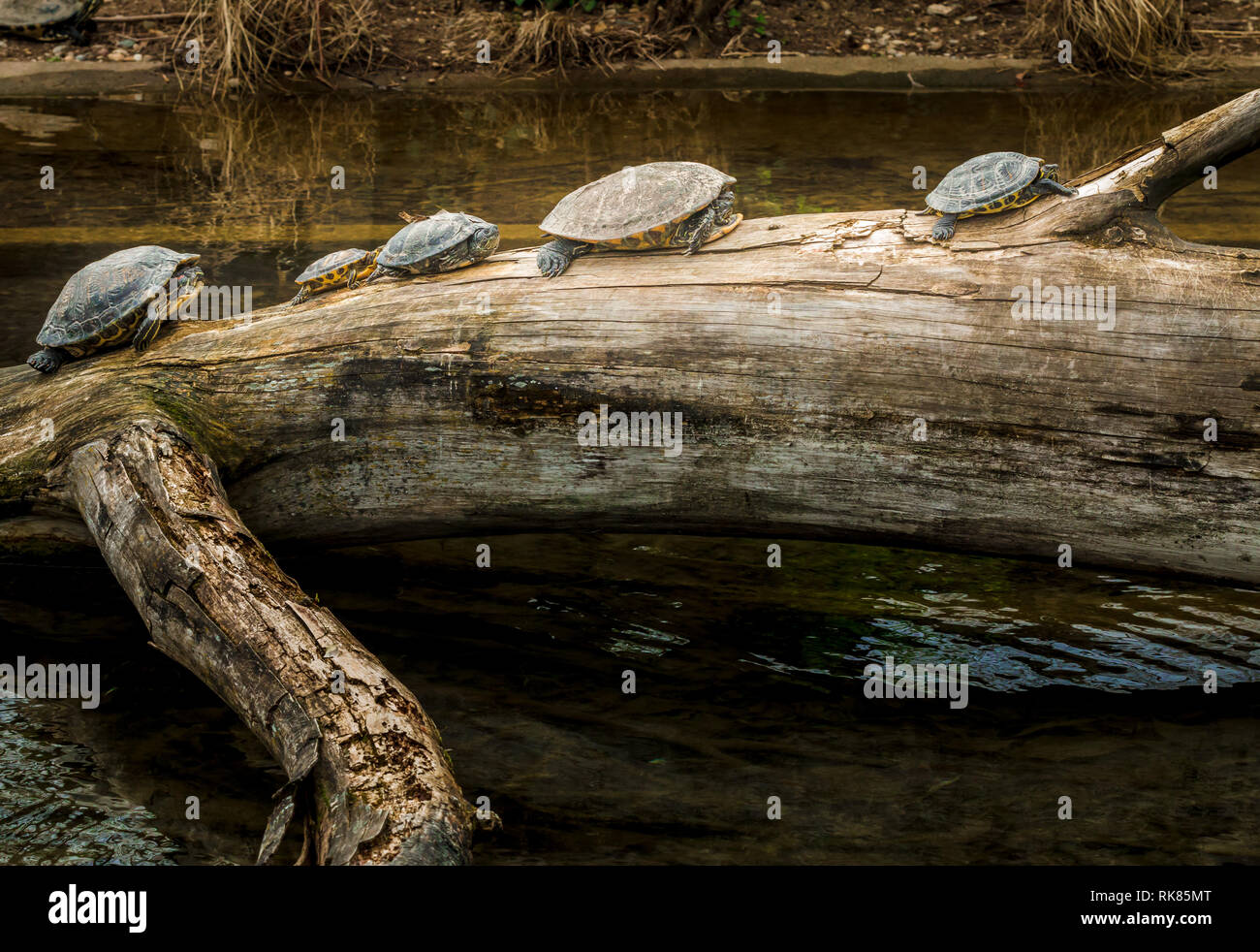 Turtles on a Tree Trunk Stock Photo - Alamy