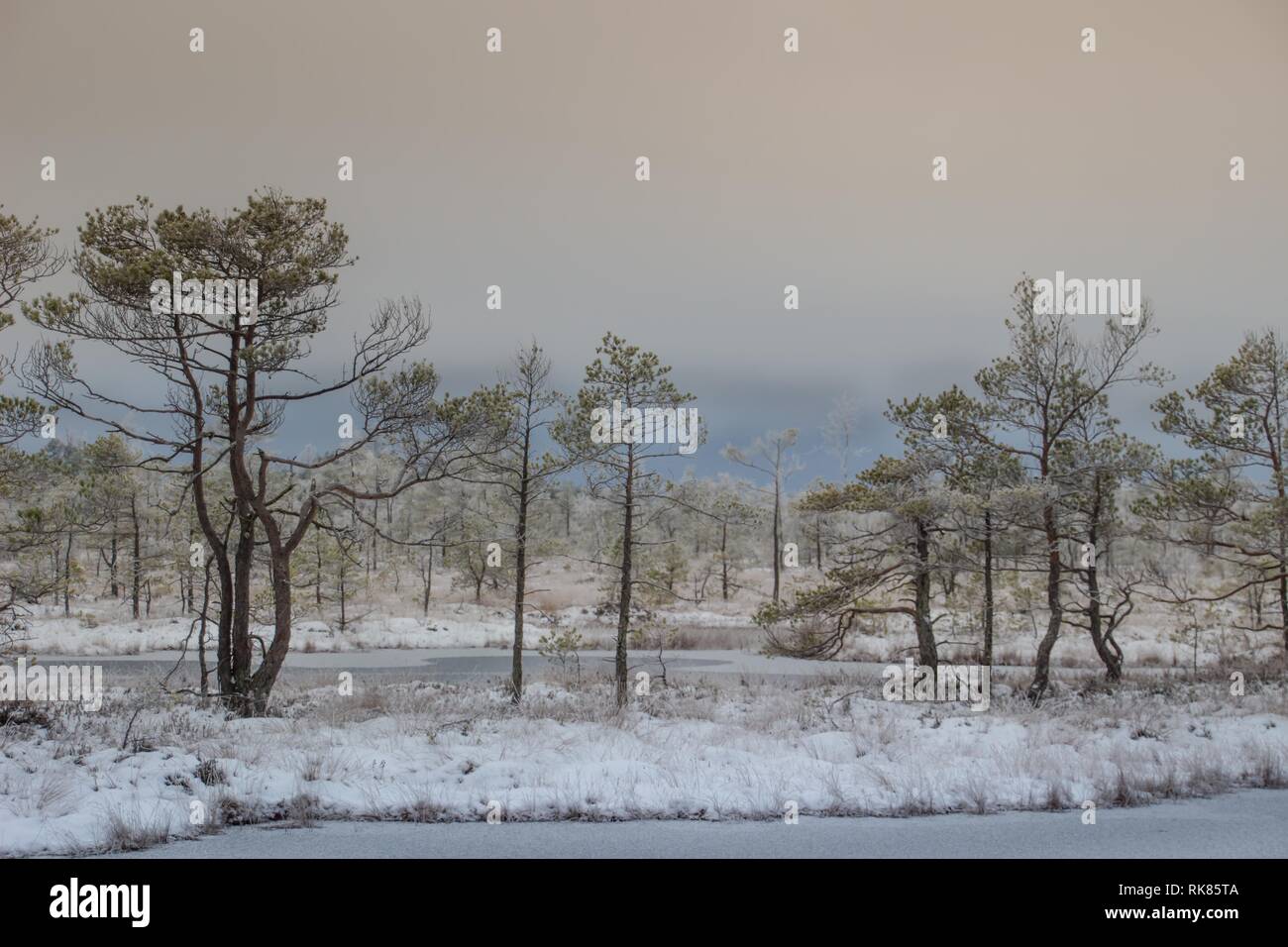 Sunrise in the bog. Icy cold marsh. Swamp lake and nature. Freeze ...
