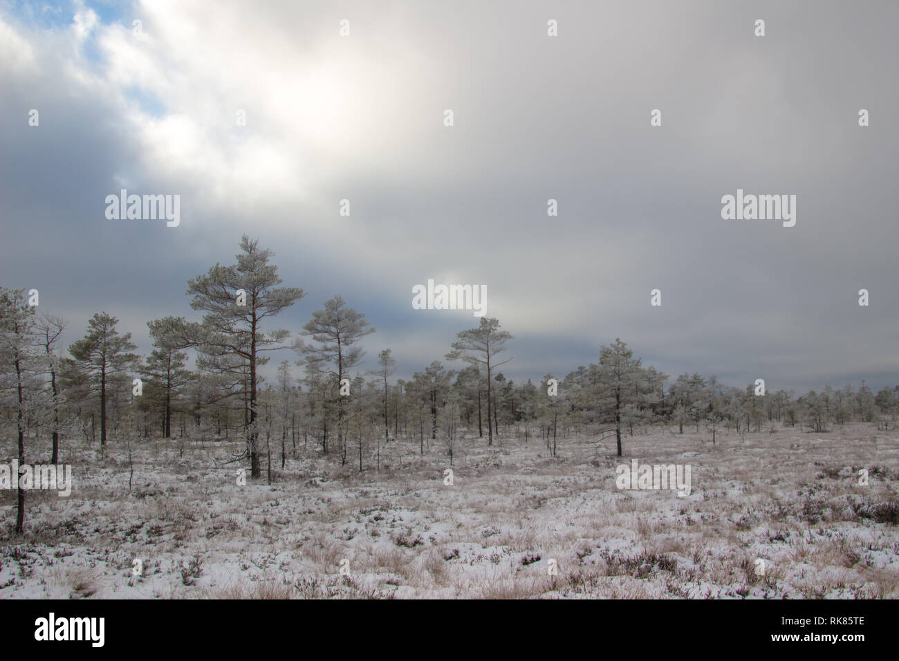Sunrise in the bog. Icy cold marsh. Swamp lake and nature. Freeze ...