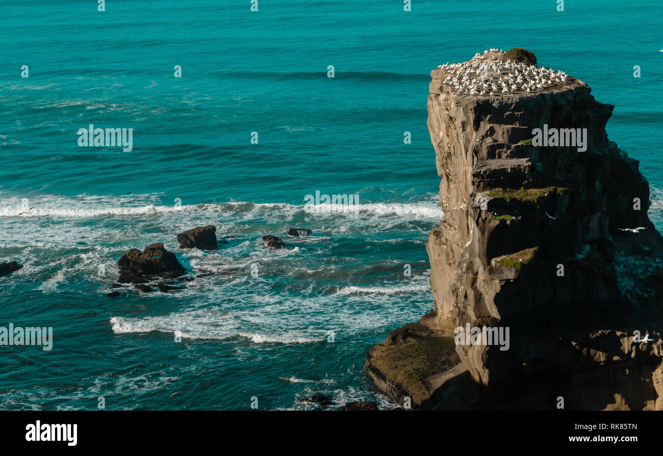 Muriwai Gannet Colony, Muriwai Regional Park, near Auckland,North ...