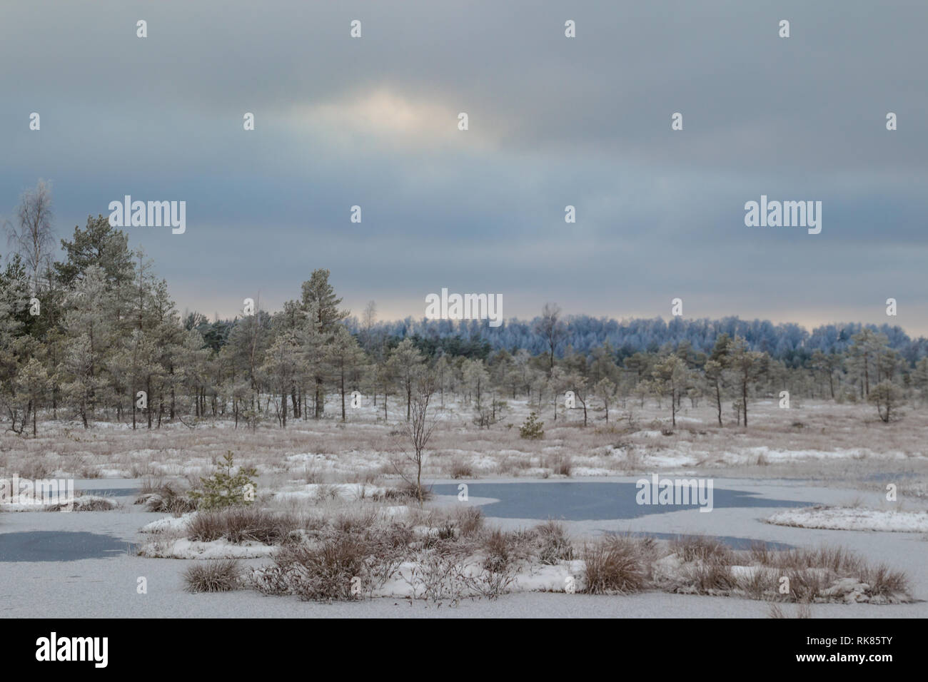 Sunrise in the bog. Icy cold marsh. Swamp lake and nature. Freeze ...