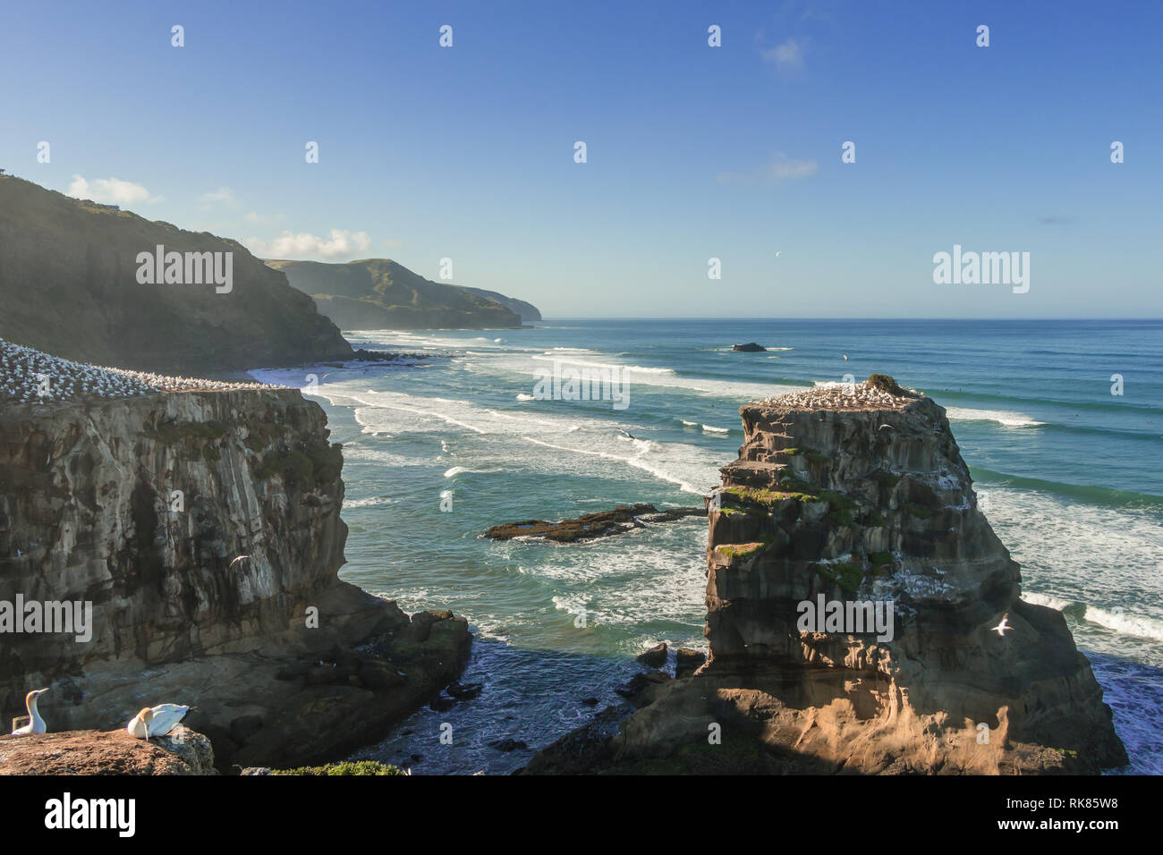Muriwai Gannet Colony, Muriwai Regional Park, near Auckland,North ...