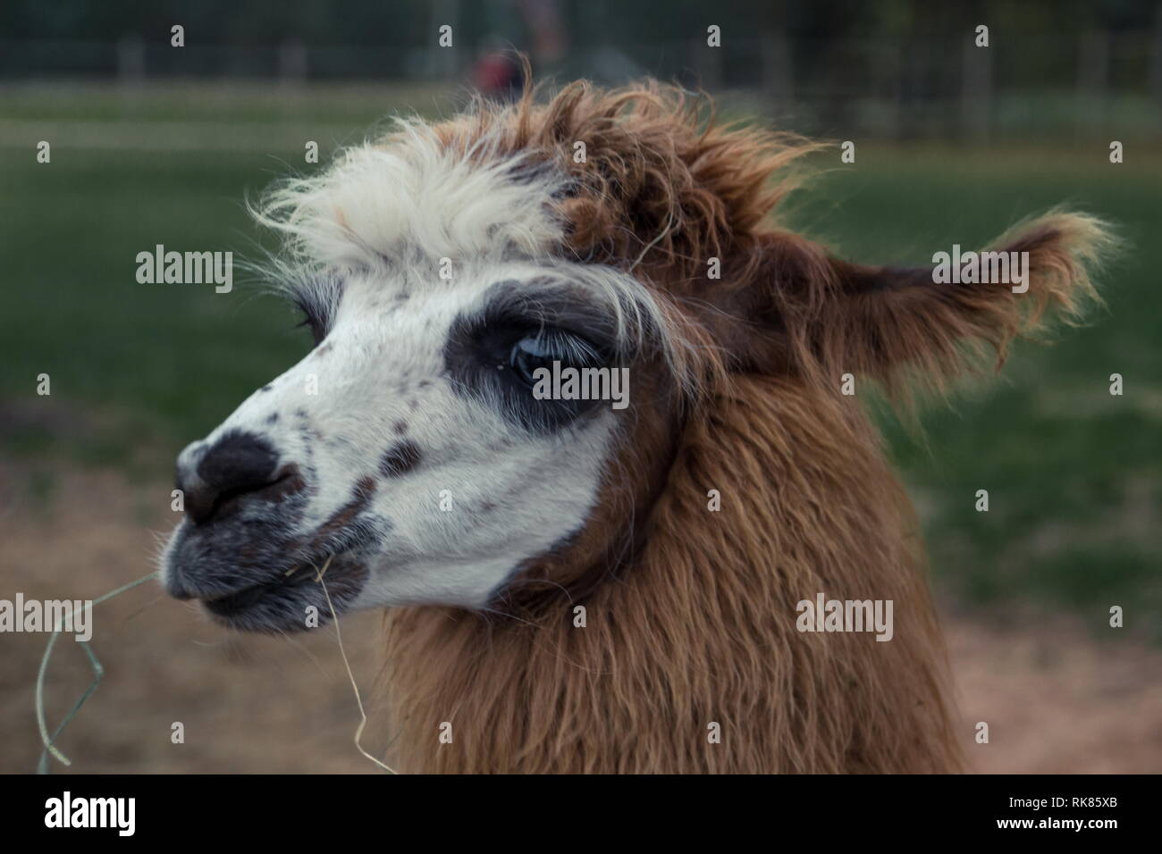 Colorful photograph of an Alpaca with wild, messy, funny hair Stock ...