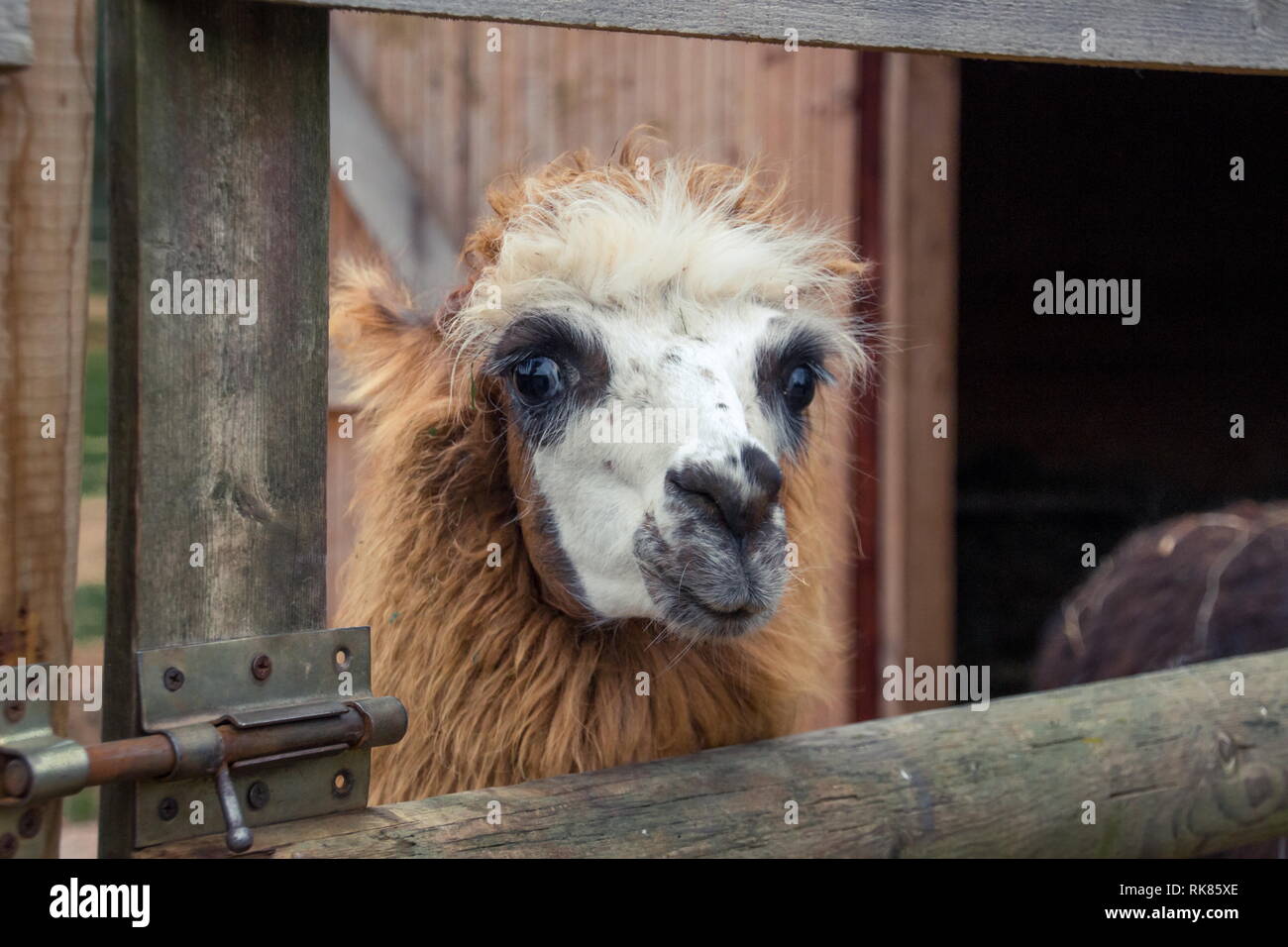 Colorful photograph of an Alpaca with wild, messy, funny hair Stock ...