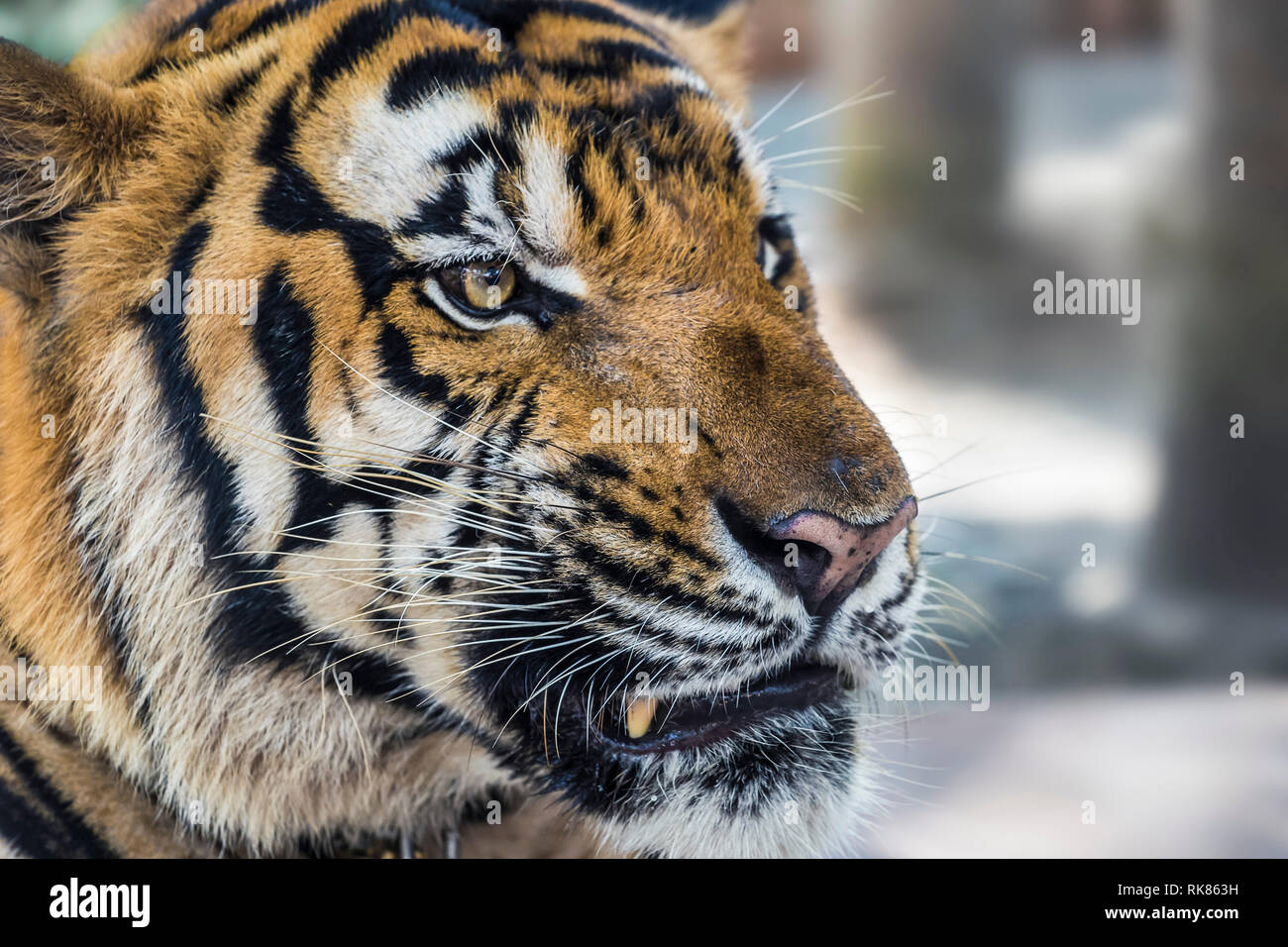 Wild Bengal Tiger - Panthera Tigris Tigris face and eyes closeup in ...
