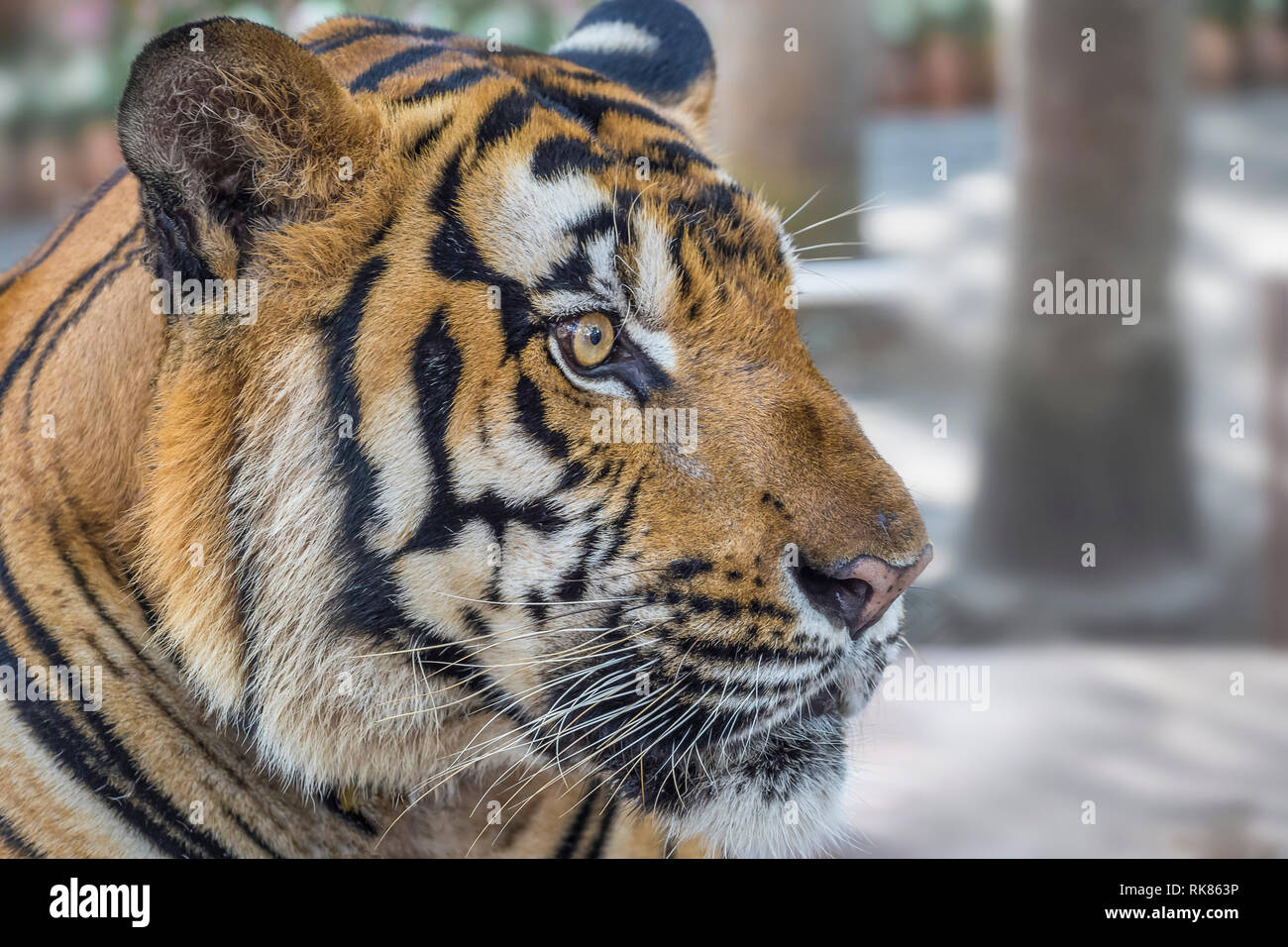 Wild Bengal Tiger - Panthera Tigris Tigris face and eyes closeup in ...