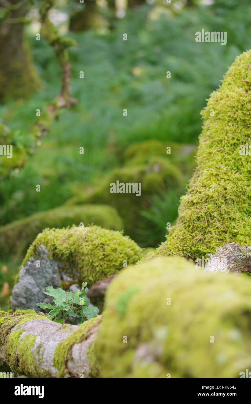 Natural Background of Moss Covered Boulders in Wistmans Wood, Dartmoor ...