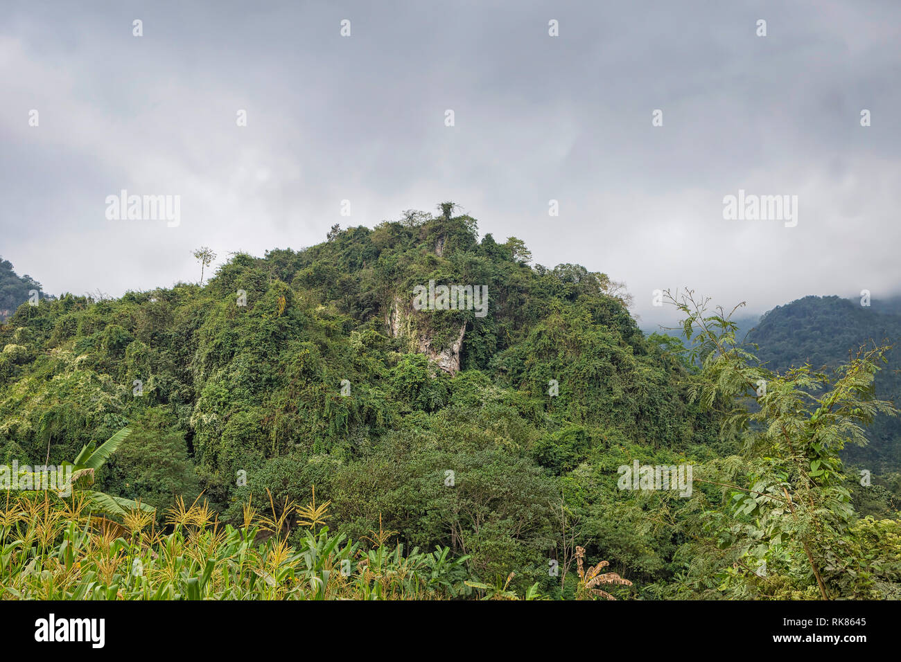 Rain forest mountain hi-res stock photography and images - Alamy