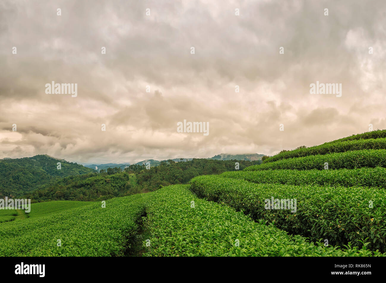 Amazing landscape view of tea plantation in sunset, sunrise time ...