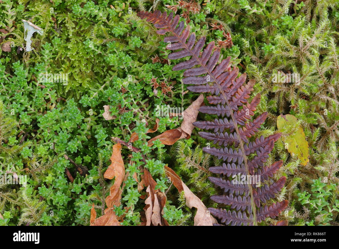 Red moss moorland plant hi-res stock photography and images - Alamy