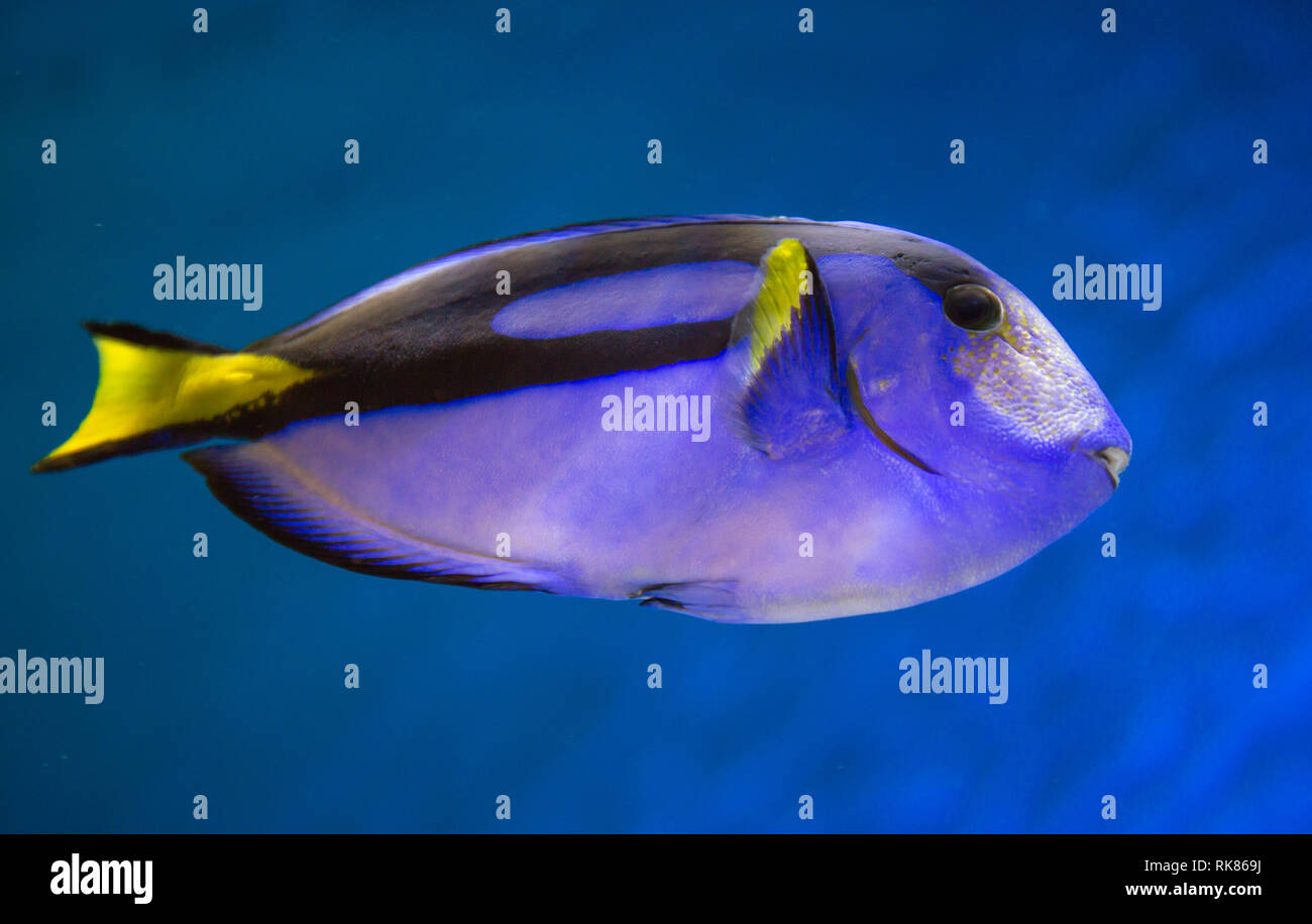 A swimming tropical fish called a Pacific Blue Tang on a dark blue ...