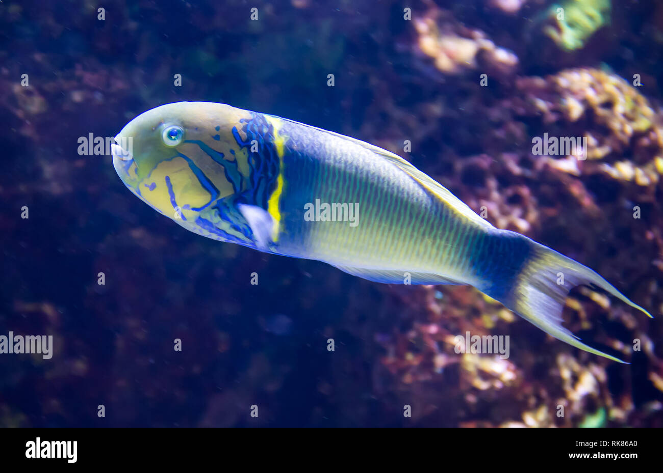 A swimming tropical fish called a Parrotfish against a coral reef ...