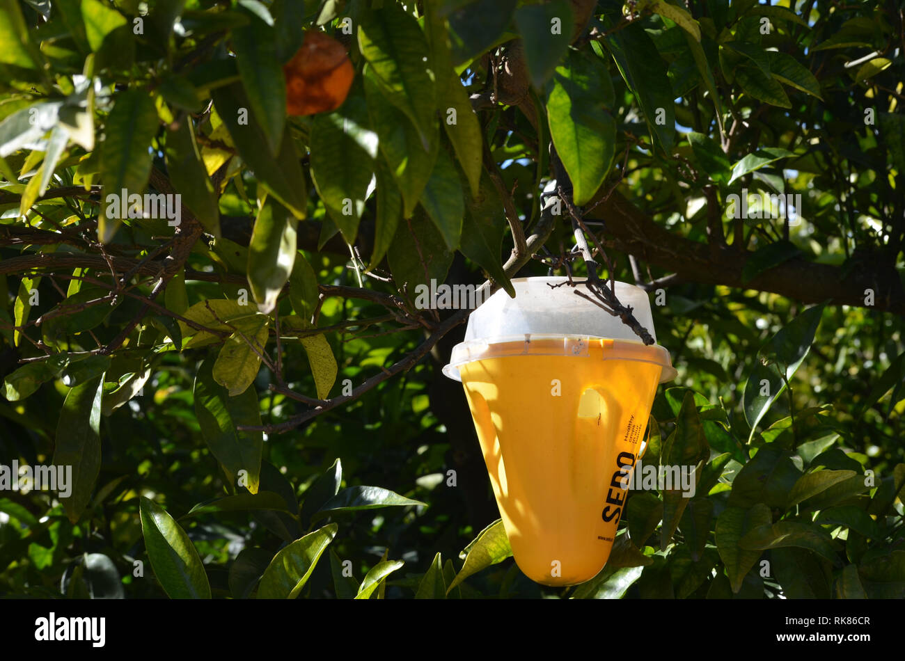 Pheromone trap used to control citrus pests such as the medfly (Citrus ...