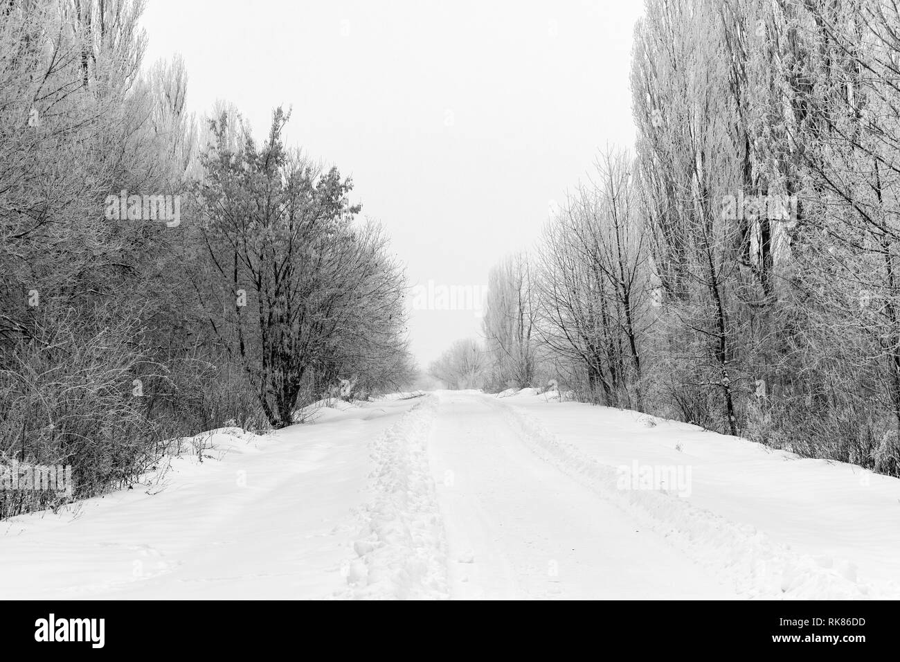 Winter forest white trees Black and White Stock Photos & Images - Alamy
