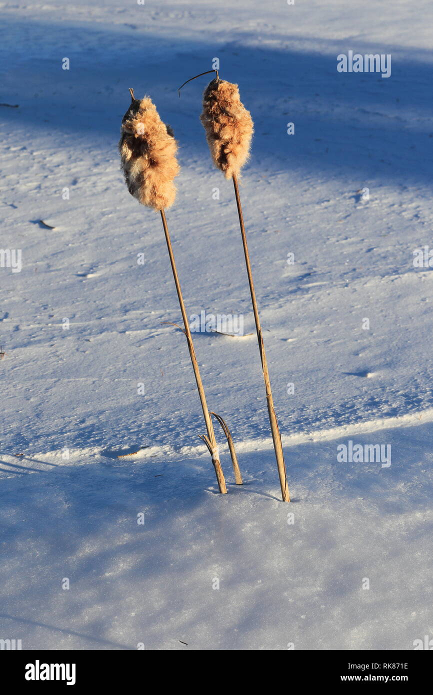 Cattails close up hi-res stock photography and images - Alamy