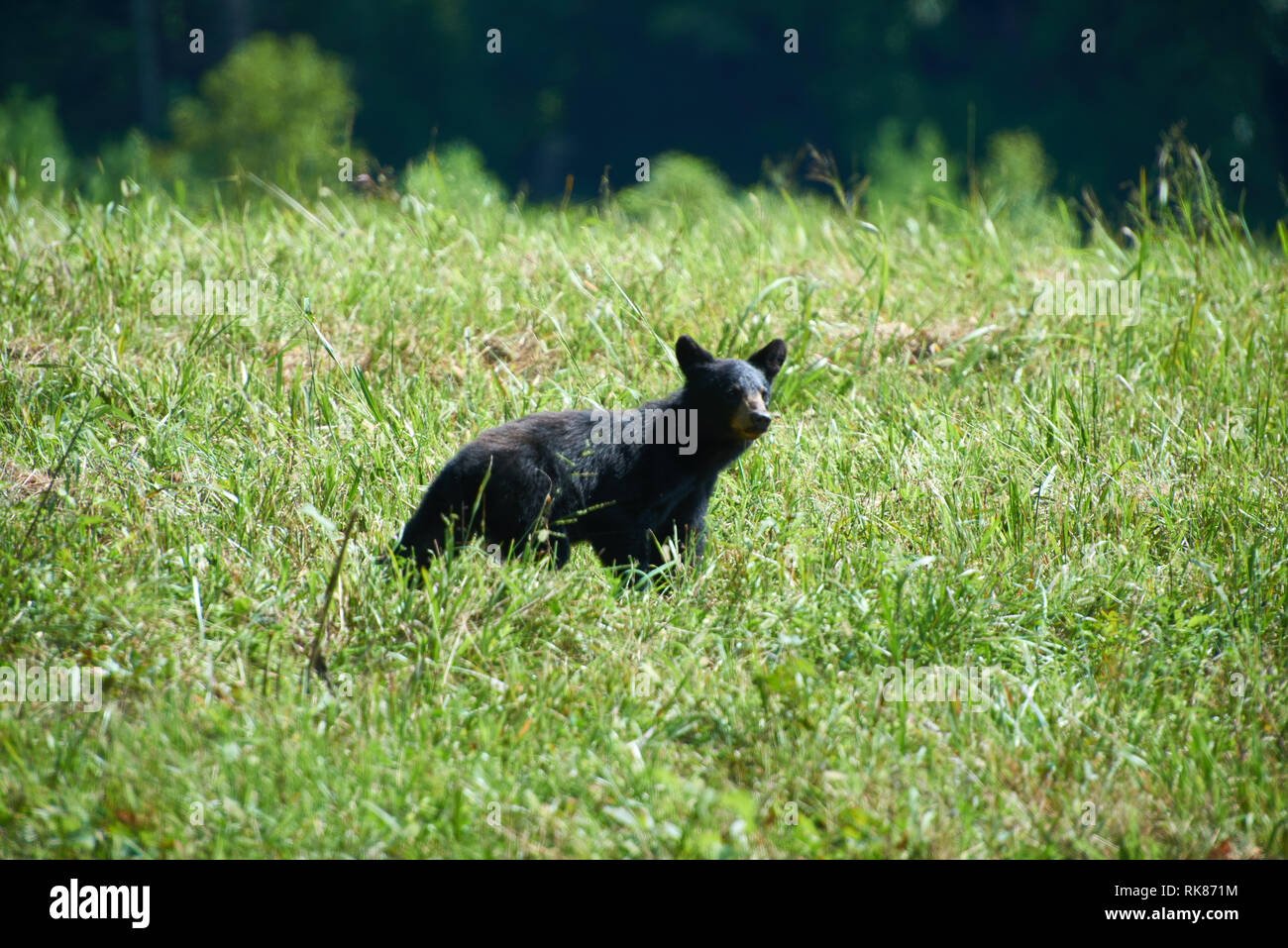 Smokey the bear cub hi-res stock photography and images - Alamy