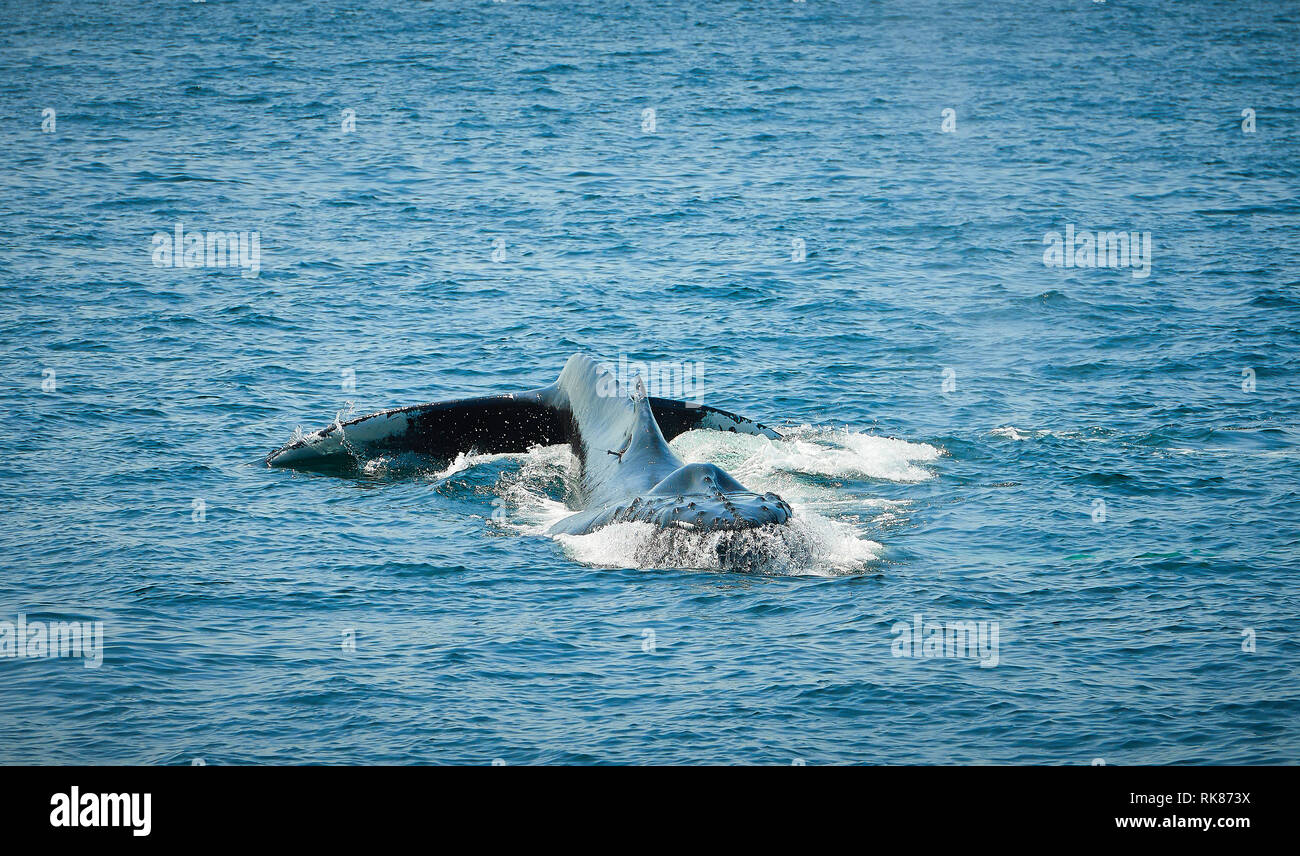 Whale in cape cod hi-res stock photography and images - Alamy