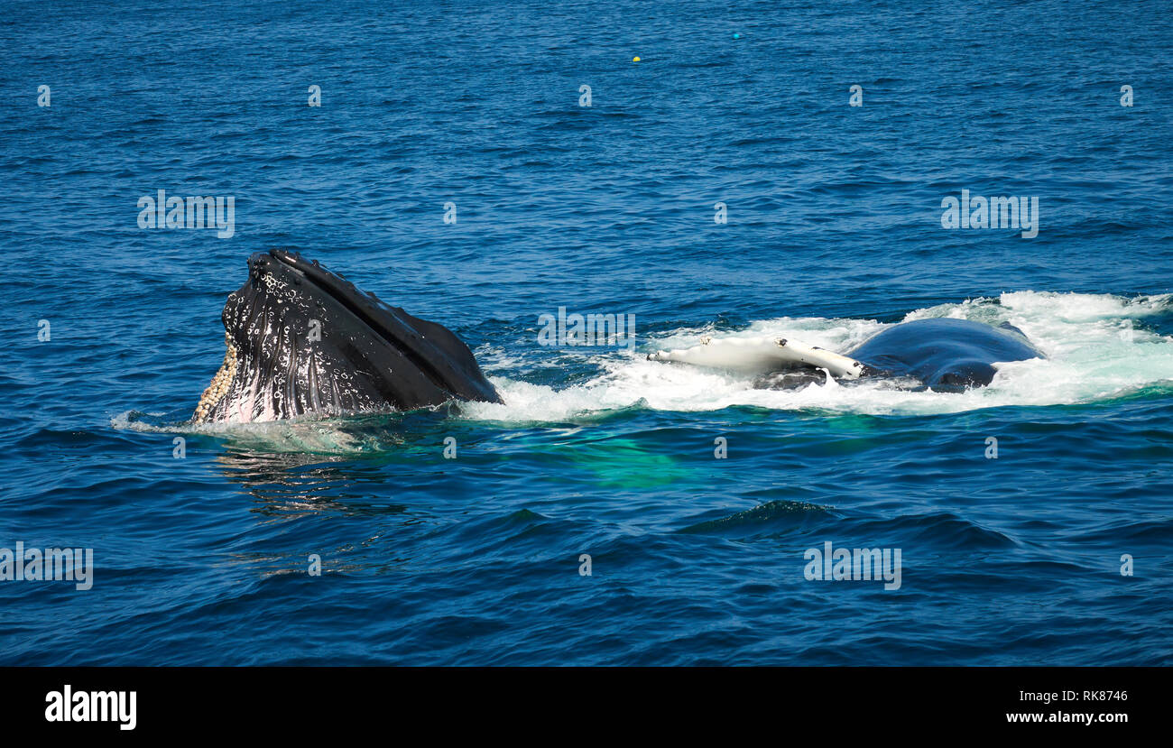 humpback whales in Cape Cod Stock Photo - Alamy