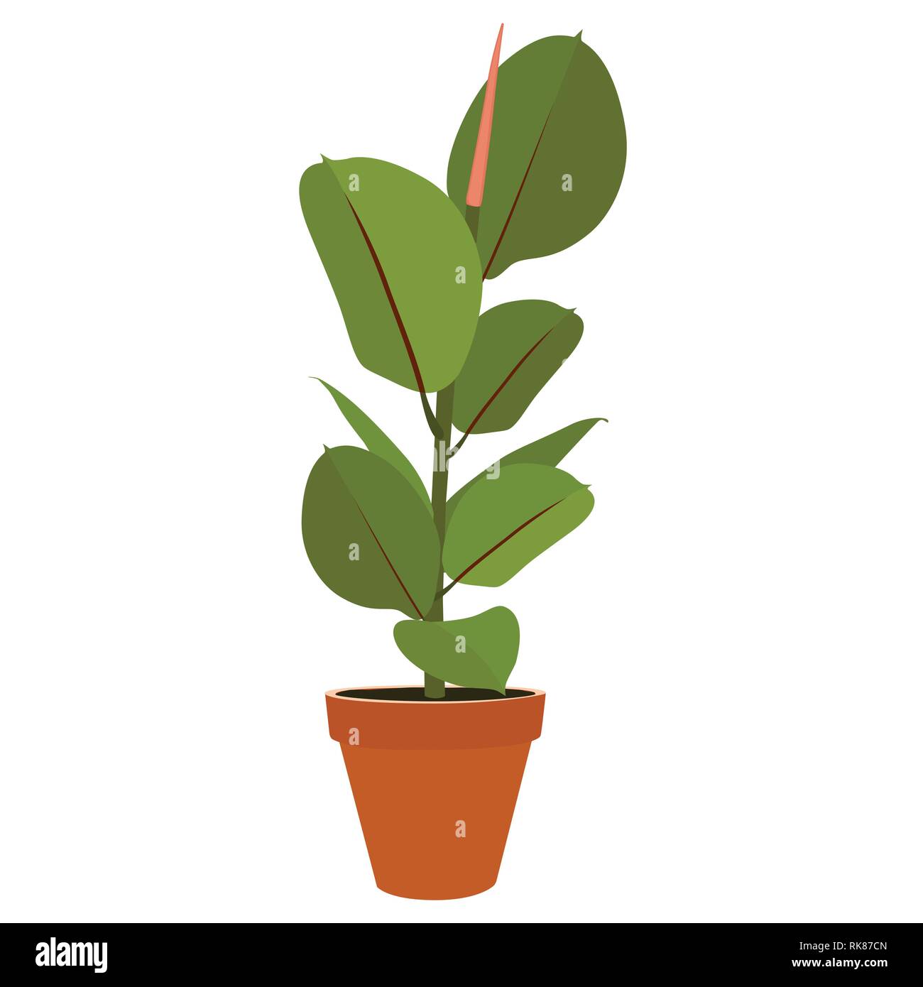 Houseplant - young Ficus elastica a potted plant isolated on white ...