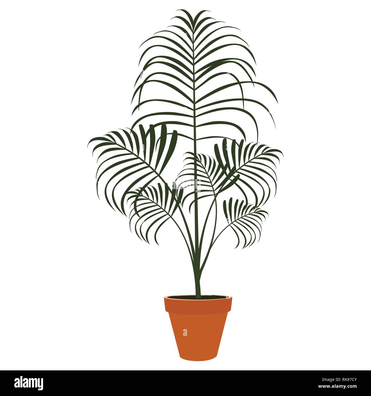 Howea forsteriana Houseplant potted plant isolated on white background ...